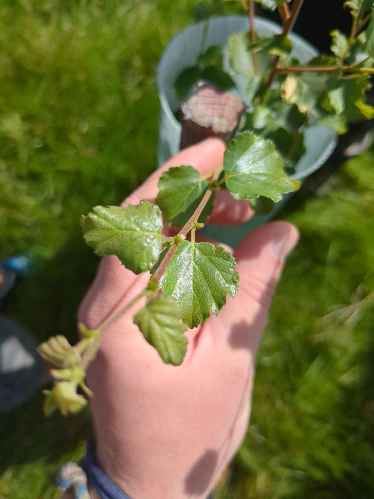 What we do – Cone Exchange